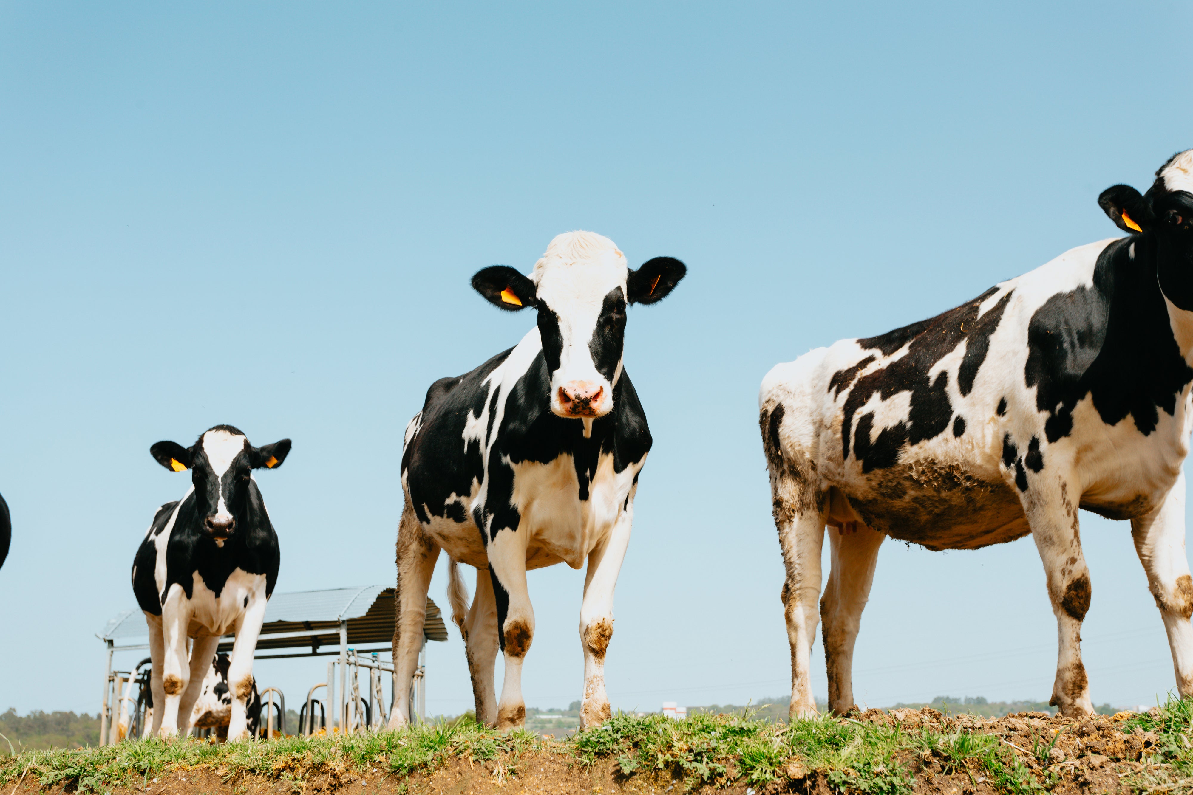 Grass-Fed Tallow Balm | Handcrafted Skincare – Tallowed Heifer